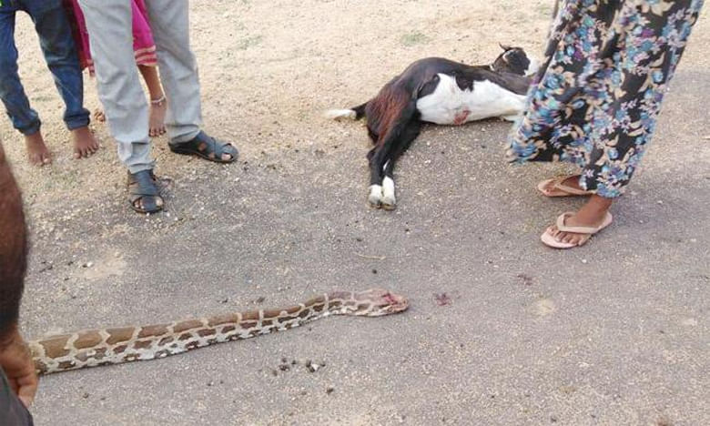 మేకను మింగబోయి.. | Villagers kill python in an attempt to rescue goat ...