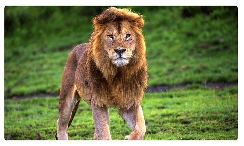 సింహానికి పక్షవాతం ... జూలో మరణం | 5 year old asiatic lion suffering ...