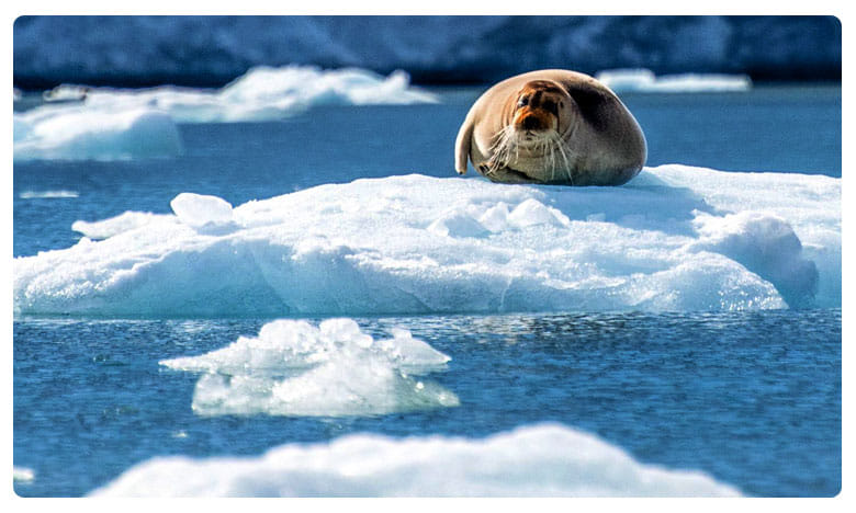 మంచు పర్వతాల్లో ' ప్లాస్టిక్ భూతం '.. డేంజర్లో పర్యావరణం | Scientists ...