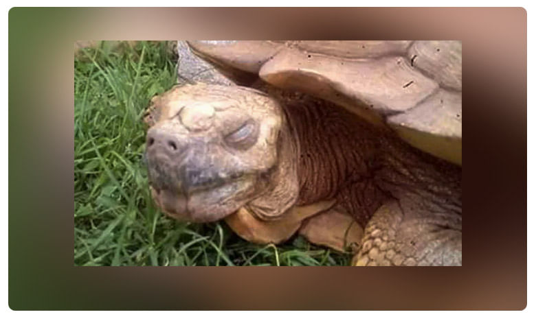 ఆ తాబేలు వయస్సు 344 ఏళ్ళు... ఇక లేదు.. | Alagba 344 year old tortoise ...