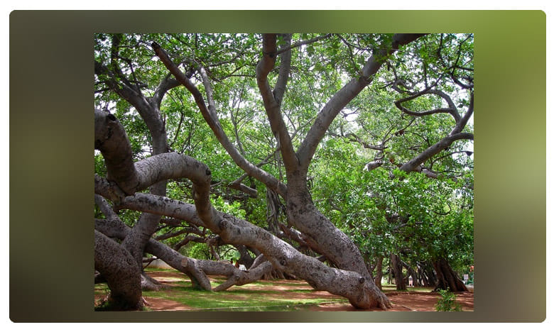 ఫలించిన వైద్యం..పిల్లల మర్రికి కొత్త ఊడలు..! | Famous pillal marri ...