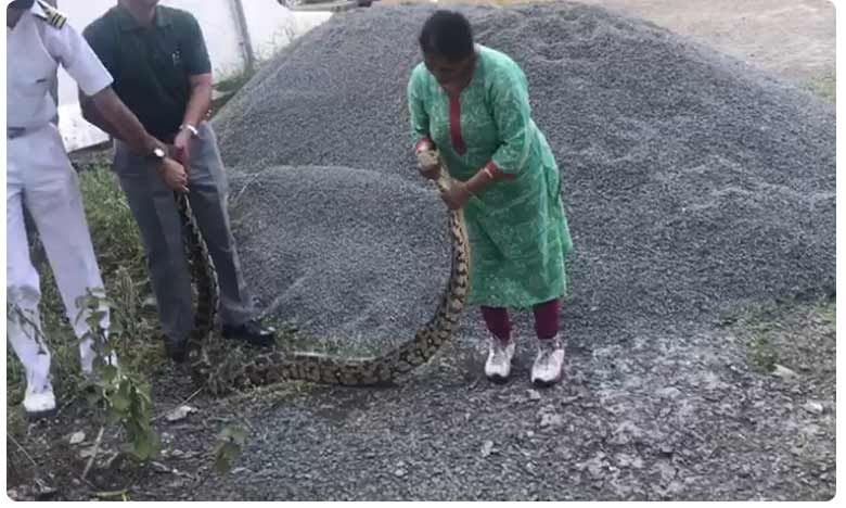 భారీ కొండచిలువను చాకచక్యంగా పట్టుకున్న మహిళ.. వీడియో వైరల్ | Woman ...