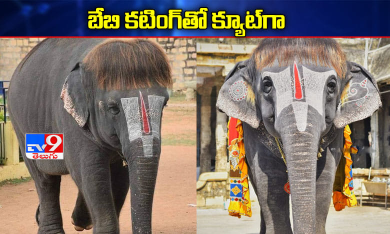 క్యూట్ బేబీ కటింగ్‌తో వైరల్ అవుతోన్న ఏనుగు.. | Bob cut sengamalam ...