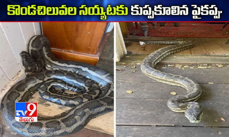 కొండచిలువల సయ్యటకు కుప్పకూలిన కిచెన్ పైకప్పు | Two huge male pythons ...