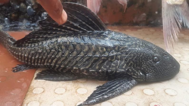 Suckermouth catfish: గోదావరిలో అడుగు పెట్టిన విదేశాల్లో ఎక్కువగా ...