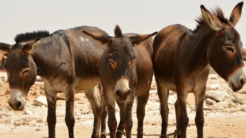 Andhra donkeys missing: లైంగిక శక్తి పెరుగుతుందని, వీర్యపుష్టి ...