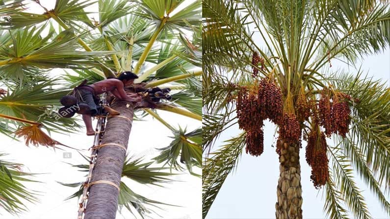 Dates Liquor Benefits : ప్రస్తుతం హల్ చల్ చేస్తున్న ఖర్జుర కల్లు.. ఈ ...