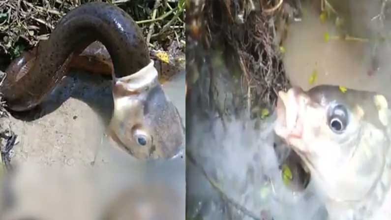 Fish Swallow Big Eel: పెద్ద ఈల్ చేపను తినడానికి కష్టపడిన ఓ చిన్న చేప ...