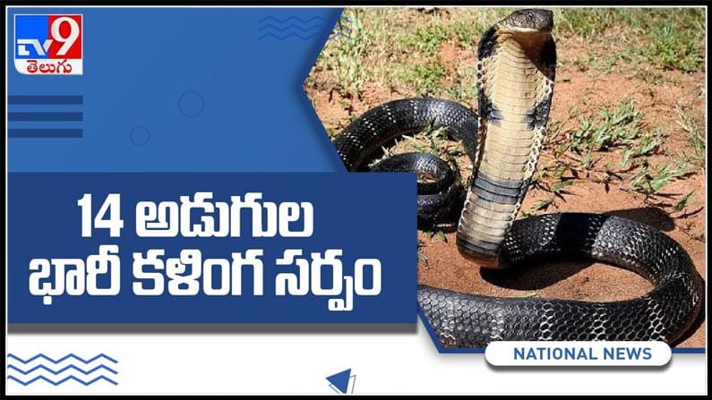 14 అడుగుల పొడవైన కళింగ సర్పం.. మూడు రోజులుగా ఒకే చెట్టుపై ...!:14 Feets ...