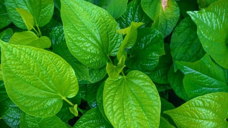 Betel Leaf: ఆరోగ్యానికి సంజీవని.. తమలపాకు.. రోజూ తింటే ఈ రోగాలన్నీ ...