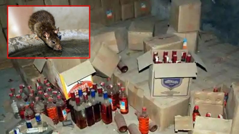 Viral News: ఎంత చిత్రం గురూ..! 29 వేల లీటర్ల మద్యాన్ని ఎలుకలు తాగేశాయట ...