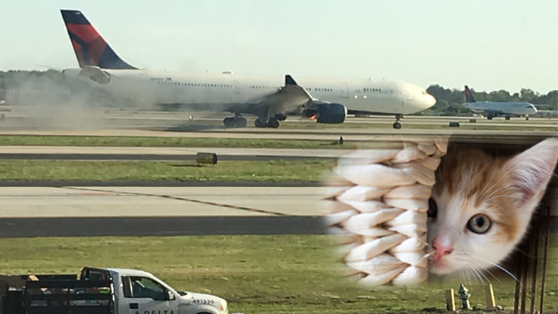 Viral: కాక్‌పీట్‌లో రచ్చ రచ్చ.. విమానంలో పిల్లితో పైలట్‌ ఫైటింగ్ ...