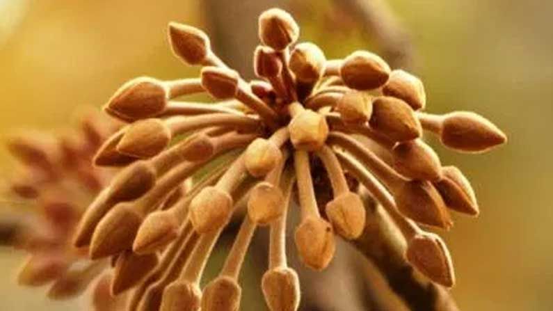 ఇప్పపువ్వు సారా కిక్కు.. మామూలుగా ఉండదు.. కానీ ఆ ప్రాంత మహిళలు ఈ ...