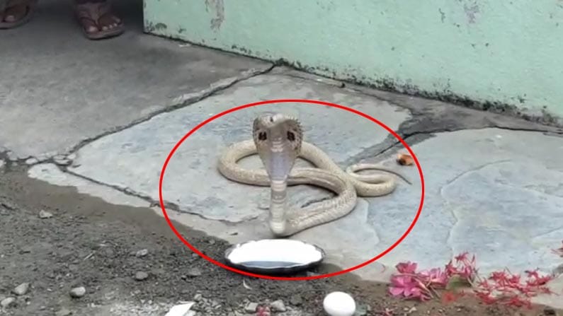White snake Appeared: మహాశివరాత్రి వేళ మహా అద్భుతం... మంచిర్యాల ...