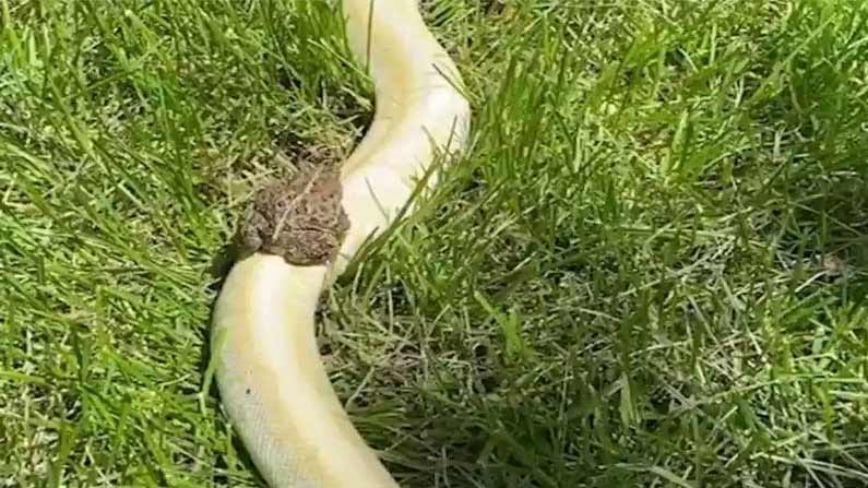 స్నేహితులుగా మారిన శత్రువులు.. పాముతో జారుడాటలు ఆడిన కప్ప.. వీడియో ...