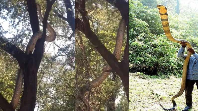 దాదాపు 14 అడుగుల పొడువున్న కళింగ సర్పం కర్ణాటకలోని ఉత్తర కన్నడ జిల్లాలో ...