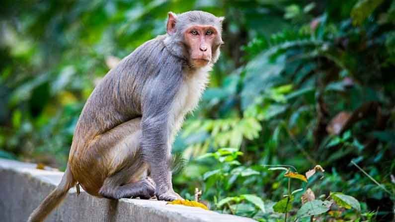 Monkey Stunts : అందుకేనేమో కోతిచేష్టలు అంటుంటారు.. ఈ కోతులు చేస్తున్న ...