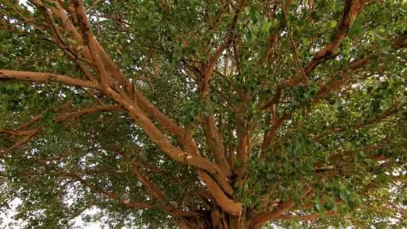 Oxygen Trees: మన పర్యావరణంలో ఆక్సిజన్ విరివిగా అందించే ఆరు చెట్లు ఇవే ...