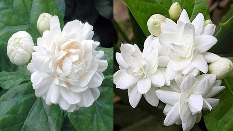 Jasmine Flower Wikipedia In Telugu | Best Flower Site