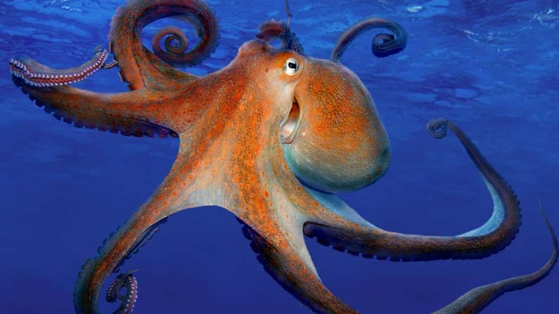 octopus: ఆగ్రహానికి గురైన ఆక్టోపస్ ..కోపంతో అది ఏం చేసిందో తెలిస్తే ...