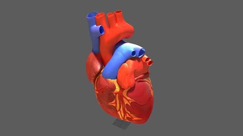 Mini Human Heart: వైద్య రంగంలో మరో అద్భుతం.. ప్రపంచమే ఆశ్చర్యపోయేలా ... Mini Human Heart: వైద్య రంగంలో మరో అద్భుతం.. ప్రపంచమే ఆశ్చర్యపోయేలా ...