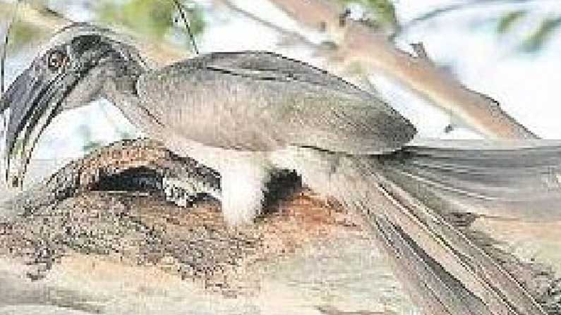 Rare Bird: నల్లమల అటవీ ప్రాంతంలో క‌నిపించిన అరుదైన 'అడవి రైతు' ప‌క్షి ...