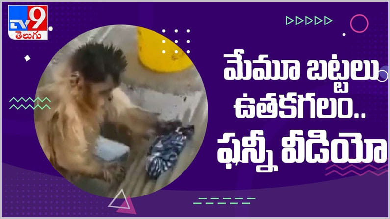 Viral Video: స‌బ్బు పెట్టి మేము బట్టలు ఉతకగలం...!! వాన‌రం ఫన్నీ వీడియో ...