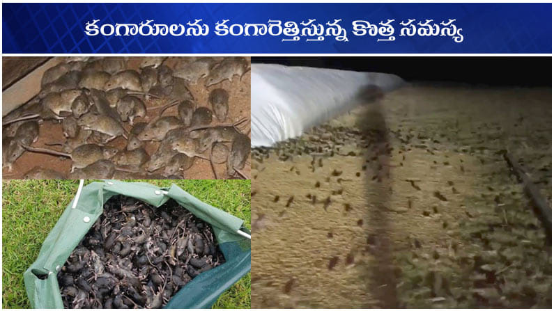 AUSTRALIA PROBLEM: కంగారూలను కంగారెత్తిస్తున్న కొత్త సమస్య.. సాయం కోసం ...