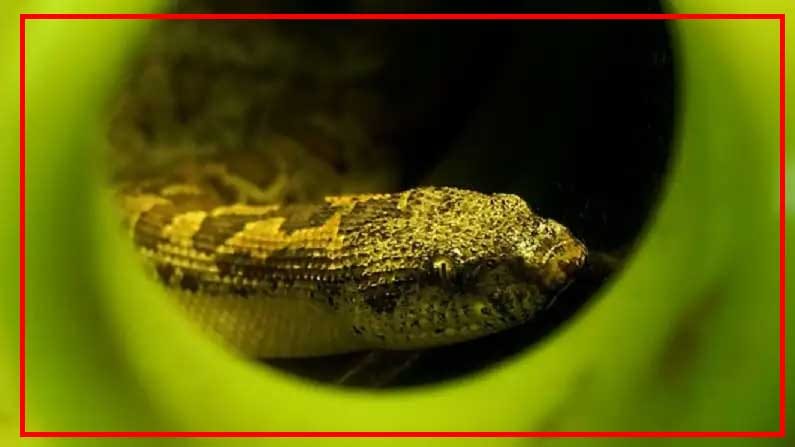 Most Poisonous Snake: ఈ పాము కాటేస్తే కొన్ని సెకన్లలో రక్తం ...