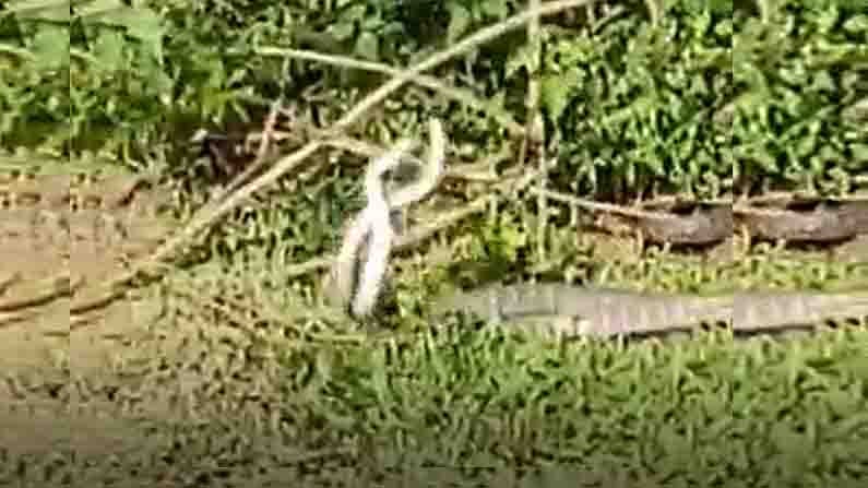Snakes Dancing: విశాఖ ఏజెన్సీలో ఒళ్లు గగుర్పొడిచే ఘటన.. రెండు గంటల పాటు ...