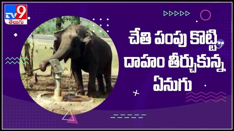 చేతిపంపు కొట్టి దాహం తీర్చుకున్న ఏనుగు..ఏనుగు కష్టానికి జాలి ...