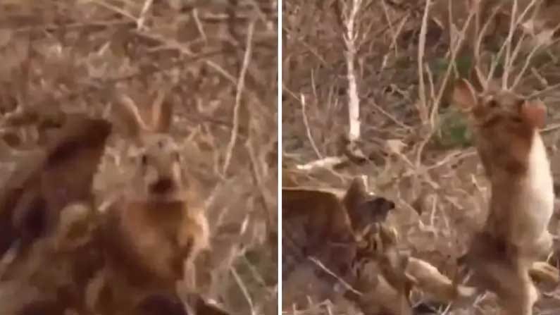 Shocking Video: పొద‌ల్లోని కుందేలుపై డేగ స‌డ‌న్ అటాక్... ఆ త‌ర్వాత ...