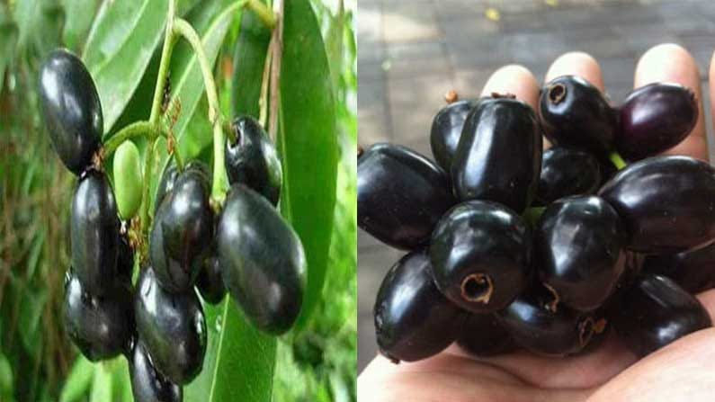 Jamun Health Benefit: నేరేడు తింటే ఎన్ని లాభాలో తెలుసా? .. అయితే వీరు ...