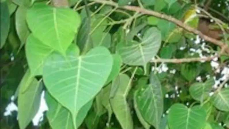 Peepal Tree: సంతానోత్పత్తి, నపుంసకత్వం వంటి సమస్యలు ఎదుర్కొంటున్నారా ...