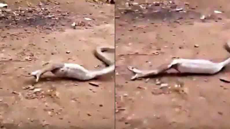 Viral video: పాముపాలిట శాపంగా మారిన ప్లాస్టిక్.. కూల్‌‌‌‌డ్రింక్ బాటిల్ ...