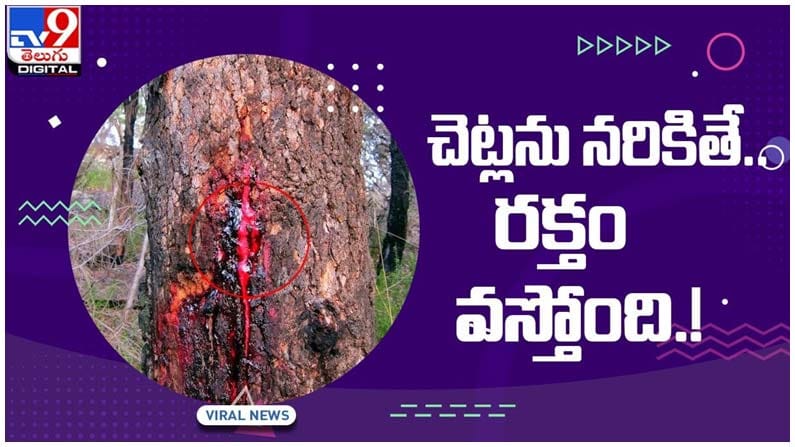 వింత చెట్లు.. చెట్లను నరికితే రక్తం వస్తోంది..!! దానితో ఏం చేస్తారంటే ...