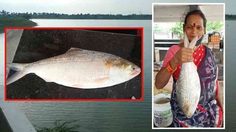 Pulasa Fish: యానాంలో పులస చేప కోసం ఎగబడ్డ జనం.. ఖరీదు ఎంతో తెలుసా ...