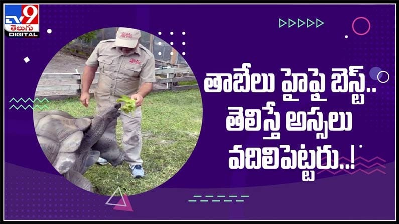 Giant tortoise high five Video: తాబేలు చేసిన పనికి ఆశ్చర్యపోయిన ...