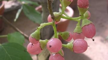 Ayurveda-Lasora Fruits: రోడ్ల పక్కన ముళ్ళ పొదల్లో కనిపించే ఈ కాయలు ...