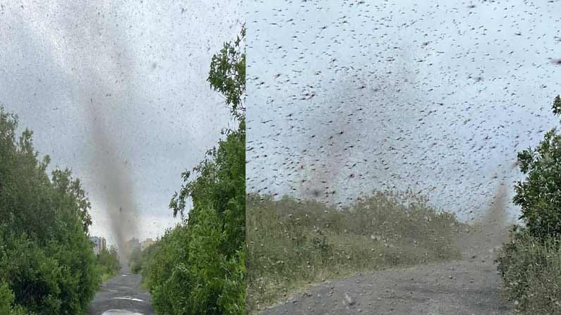 Mosquito Tornado: ఆ దేశంలో దోమల సుడిగాలి.. వీడియో హల్ చల్.. ఇది మరో ...