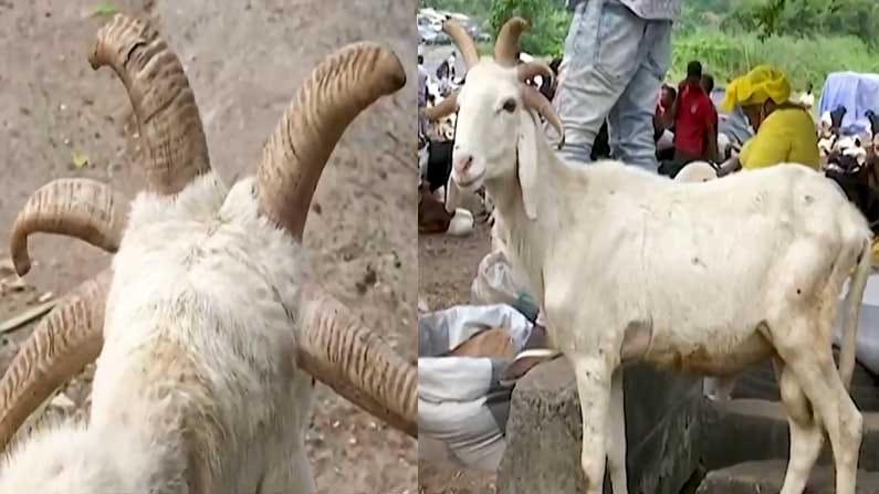 Five Horns Sheep: నెటిజన్లను ఆశ్చర్యానికి గురి చేస్తోన్న అయిదు కొమ్ముల ...