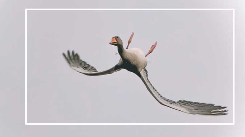 Goose flying: ఇలా.. ఎలా.. ఎగురుతోంది.. ఇది చూస్తే మీరు కూడా అలానే ...