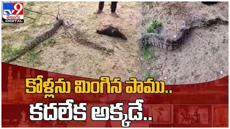 Viral Video: బస్వాపూర్ గ్రామంలో కోళ్లను మింగి కదలేని స్థితిలో పడివున్న ...