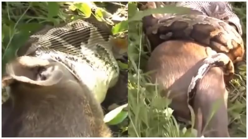 Viral Video: అమ్మబాబోయ్.. దూడను అమాంతం నమిలి మింగేసిన కొండచిలువ.. ఒళ్లు ...