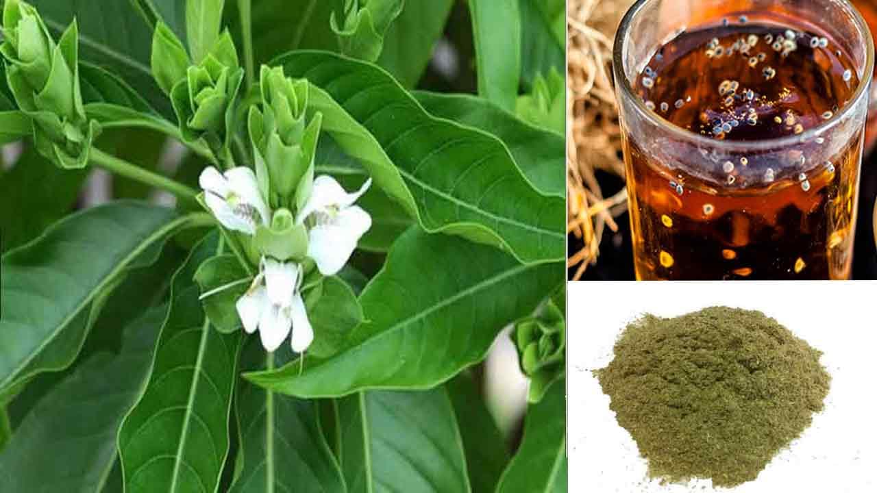 Addasaram Benefits: శరీరంలోని వాత, పిత్త, కఫ సంబంధమైన సర్వ వ్యాధులను ...