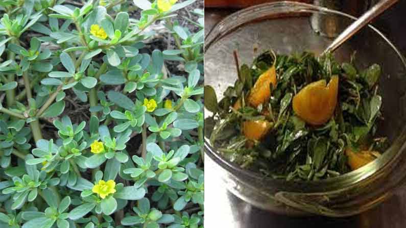 Gangavalli Kura: వయసుతో పాటు వచ్చే ఎముకల వ్యాధులను నివారించే అద్భుతమైన ...