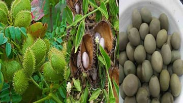 Nicker Nut-Ayurveda Tips: గచ్చకాయ చెట్టు ఔషధాల గని.. బట్టతలపై జుట్టునే ...