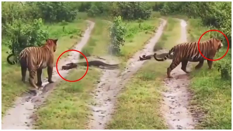 Viral Video: కొండచిలువకు ఎదురెళ్లిన పులి.. చివరికి గెలిచింది ఎవరంటే ...