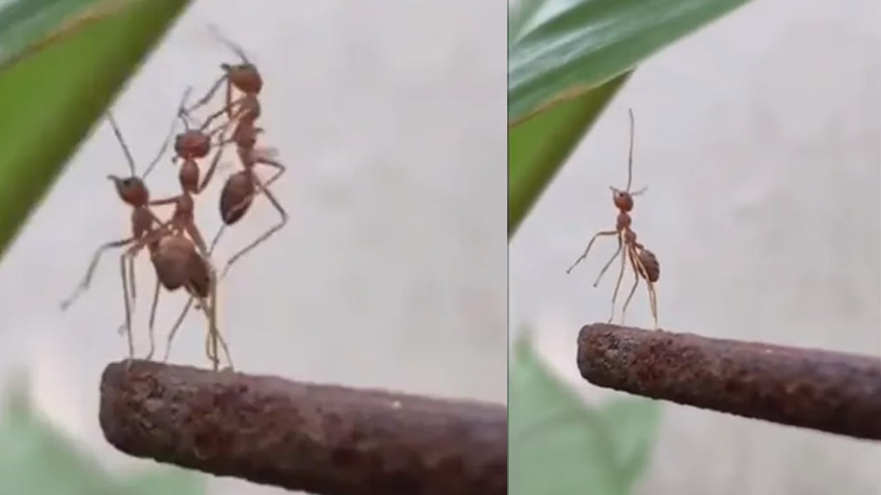 Viral Video: నమ్మక ద్రోహంలో కట్టప్పను మించిపోయిన ఆ చీమలు..నెటిజన్స్‌‌తో ...