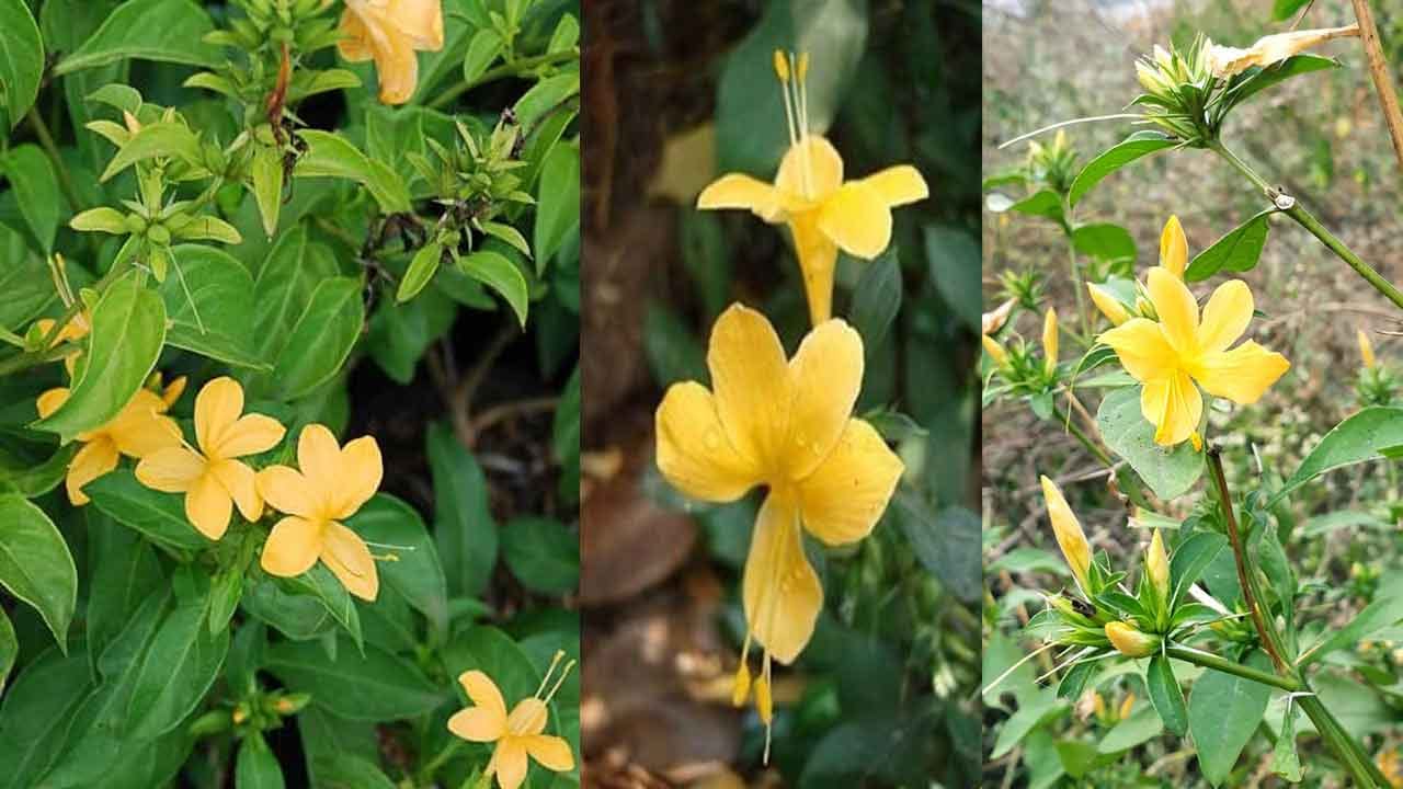 Barleria Prionitis: పల్లెటూర్లలో కనిపించే ఈ ముళ్ల మొక్కకు వజ్రదంతిగా ...